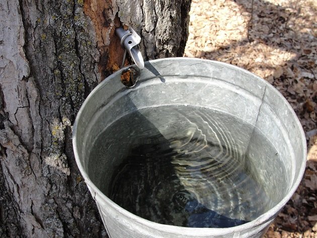 How To Tap Trees For Sap And Syrup - Hobby Or Survival - Survival Expertise